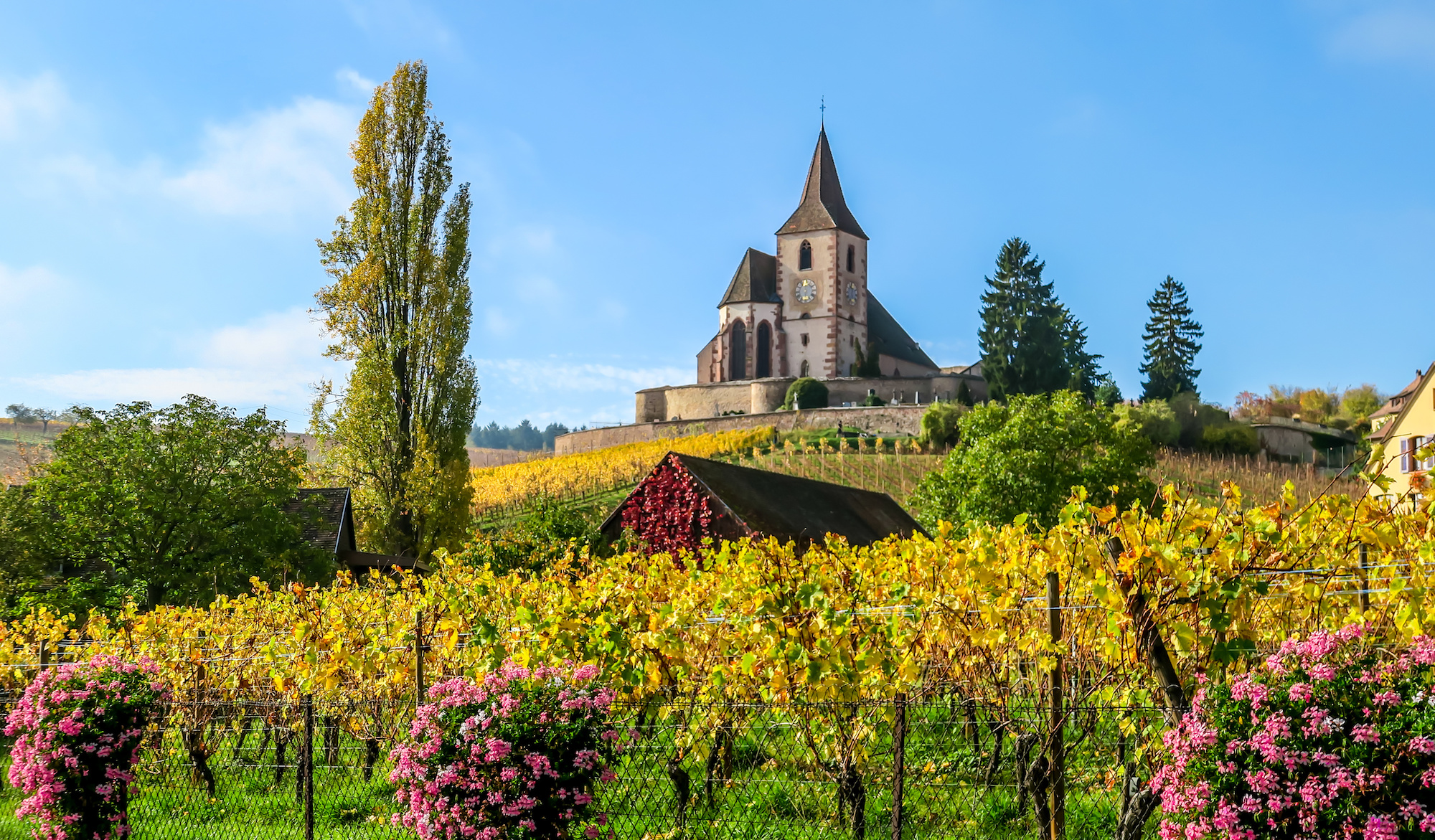 France | Champagne • Alsace | Endless Beginnings